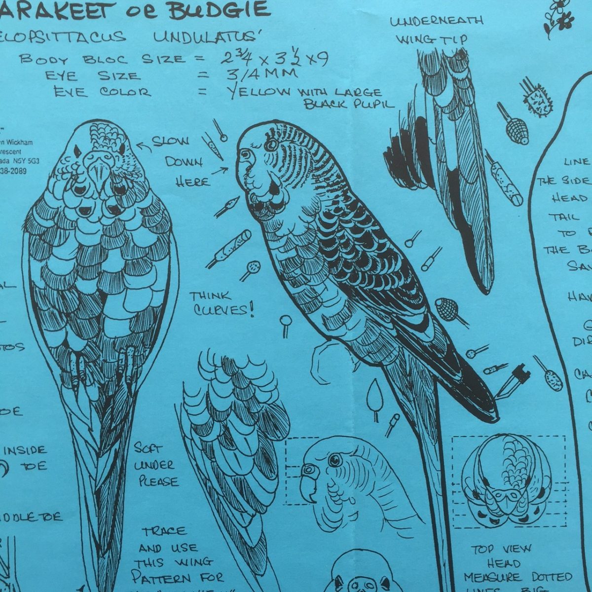 Woodcarving Song Bird Patterns for woodcarvers Numerous